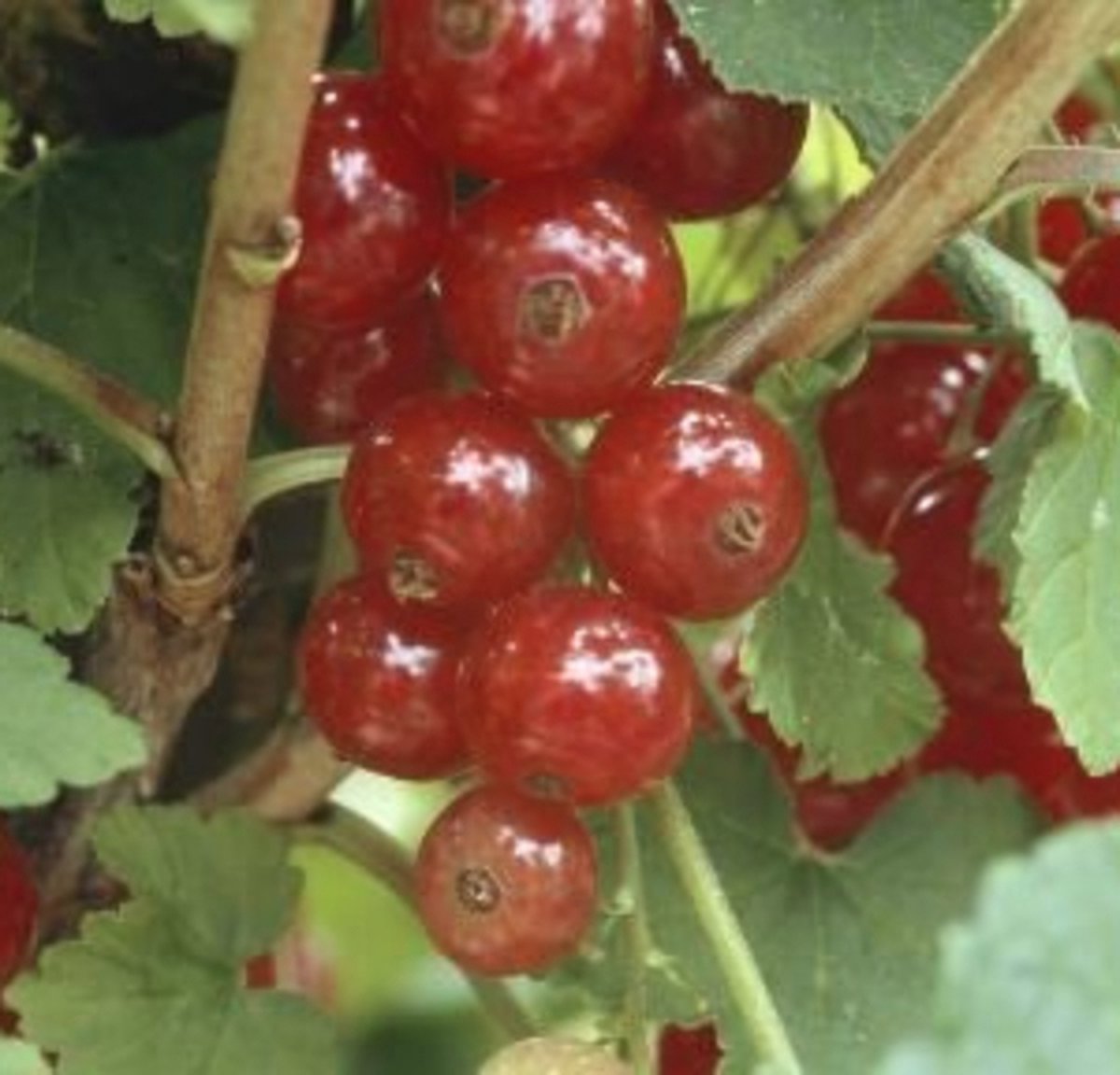 Rode bes snoeien: tips en tricks voor een gezonde oogst | Plantenreus.nl