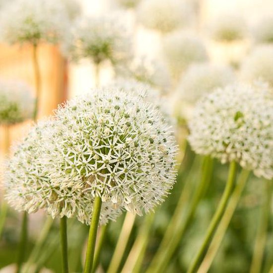 White Giant - Allium bollen 5 stuks | bol