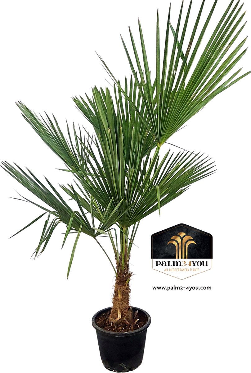 Trachycarpus fortunei 35 L - Palmier 140-150 cm - Hauteur du tronc 50 ...