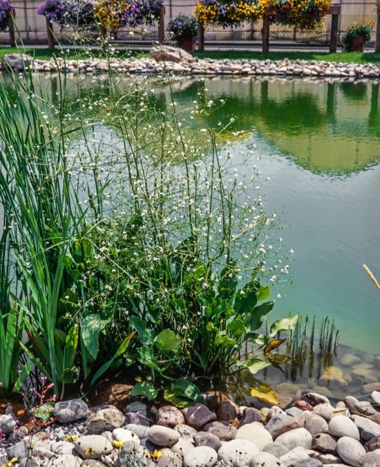 Set van 3 | Alisma plantago-aquatica - 0.7 liter pot | bol