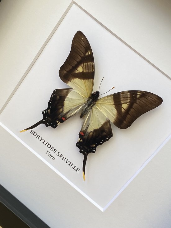 Kader met een echte opgezette Eurytides Serville vlinder | bol