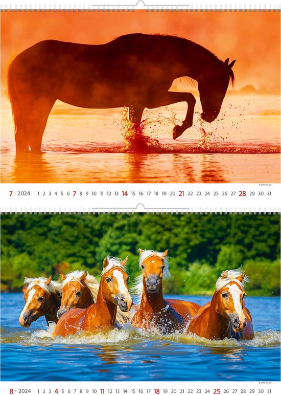 C152-24 Kalender 2024 Wilde paarden | bol