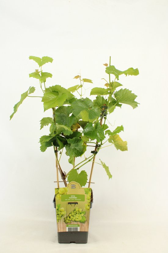 Witte Druif - Vitis vinifera 'Sukribe' - op Rek - hoogte 60 - 70 cm | bol