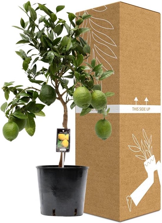 Fruitboom – Citroenboom (Citrus Lemon) – Hoogte: 80 cm – van Botanicly ...
