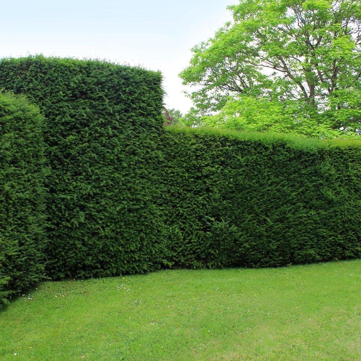 Plants by Frank | 25 grote taxus planten voor 10 strekkende meter haag ...