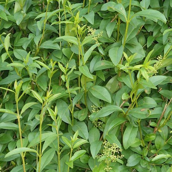 Ligustrum Vulgare - Liguster - 60-80 cm pot: Inheemse struik, ideaal ...