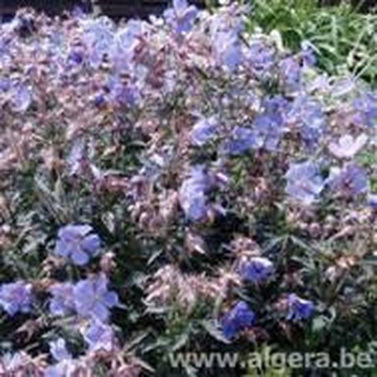 GERANIUM pratense 'Hocus Pocus' (3 planten) | bol.com