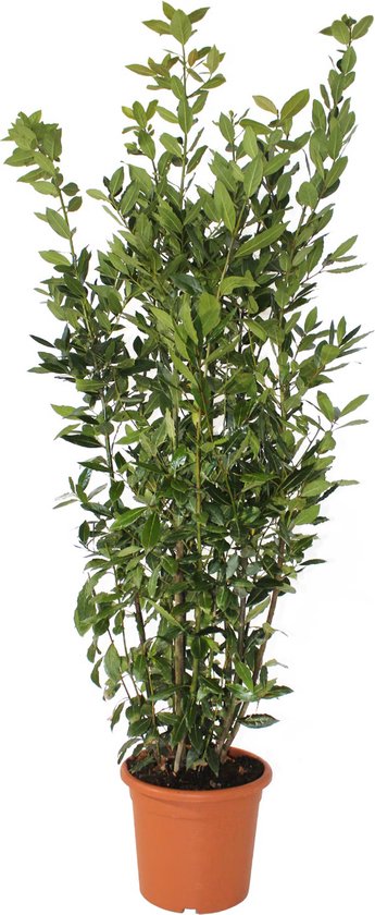 Eetbare laurier struik XXL - Laurus Nobilis - keukenlaurier - potmaat ...