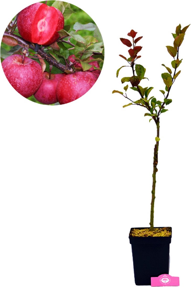 Malus domestica 'Baya Marisa'® rode appel met rood vruchtvlees - 5 ...