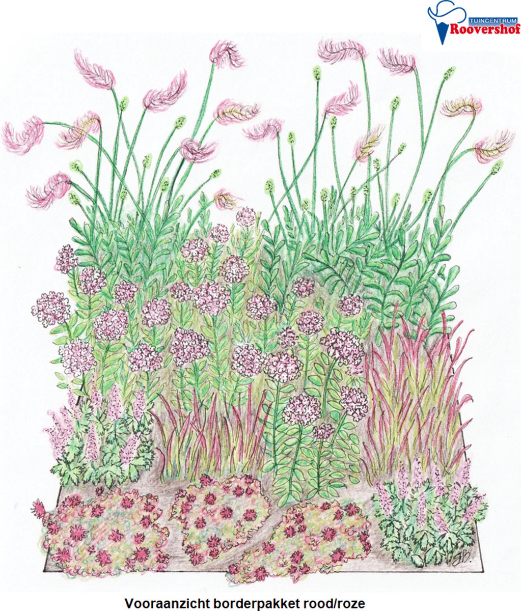 Borderpakket 'Rood & roze border' - rood en roze bloeiend - 15 planten ...