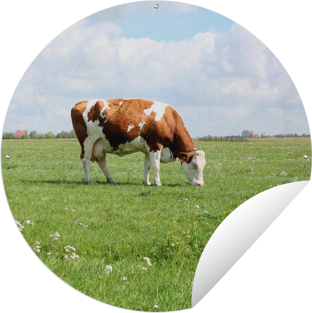 Affiche de jardin Vaches rondes - Vache brune-blanche dans le chemin ...