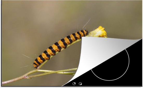 Inductie beschermer - Inductie Mat - Een gele rups bij gele bloemen ...