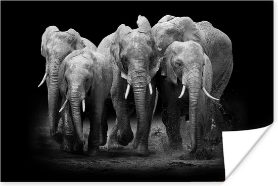 Poster Olifant - Zwart - Wit - Dieren - 60x40 cm | bol