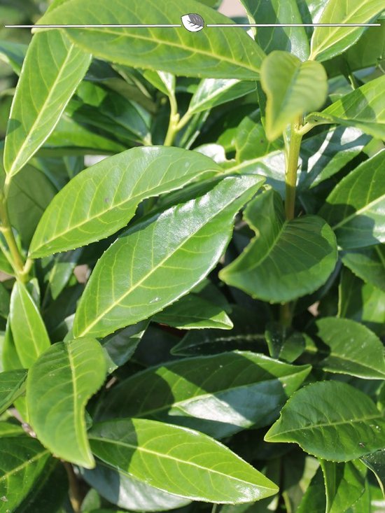 Laurier Prunus Genolia 180-200 cm in Pot, 4x Haagplant | bol