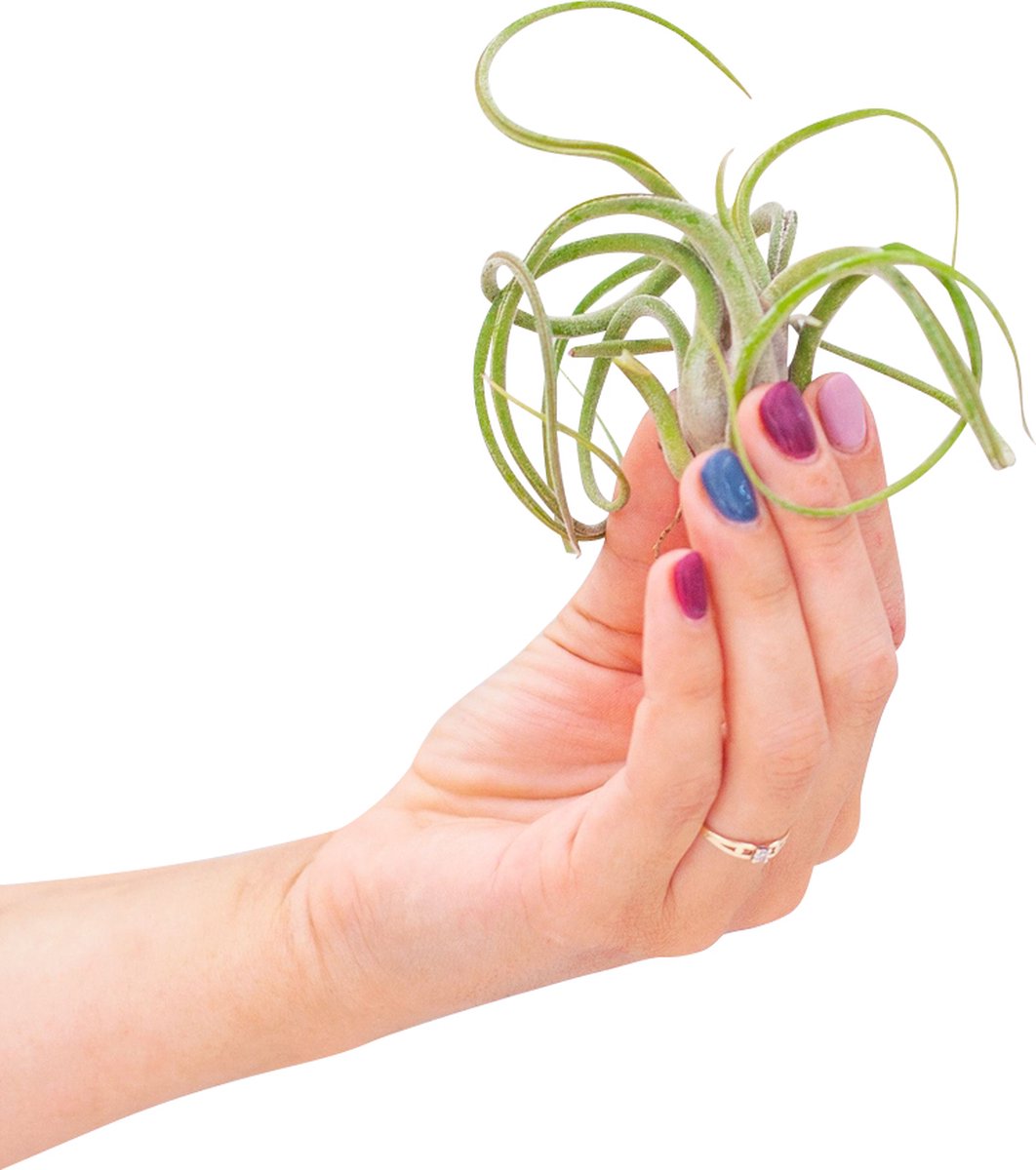 Baby Tillandsia Caput Medusae (no shell) | bol.com