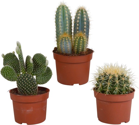 Cactussen van Botanicly – 3 × Cactus mix 10,5 cm x 3 – Hoogte: 15 cm – Cactus mix (1) | bol.com
