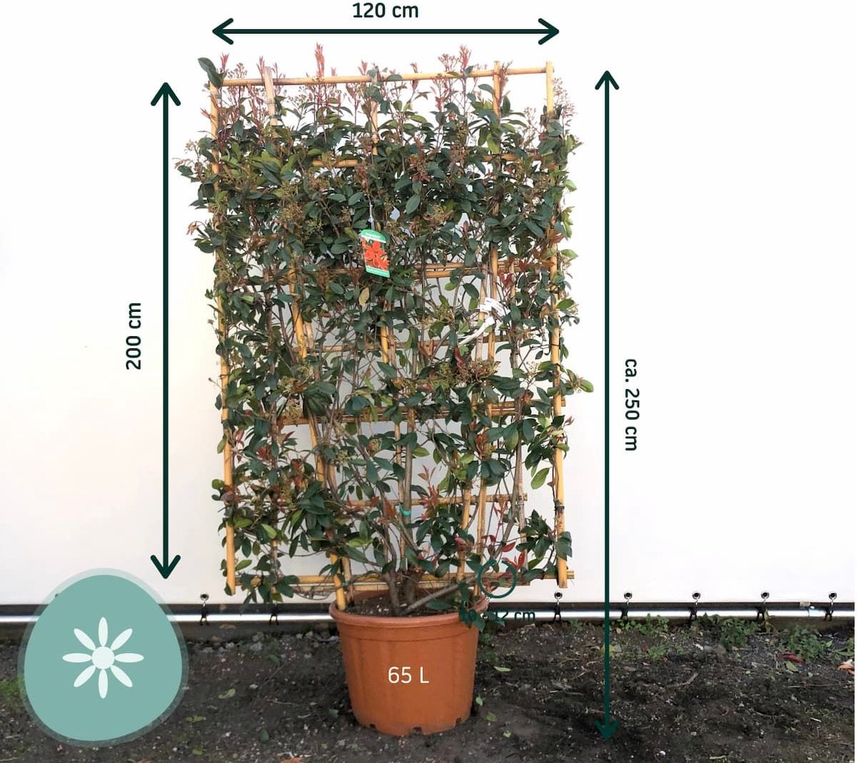 Glansmispel Red Robin (kant-en-klare haag) - Photinia fraseri 'Red ...