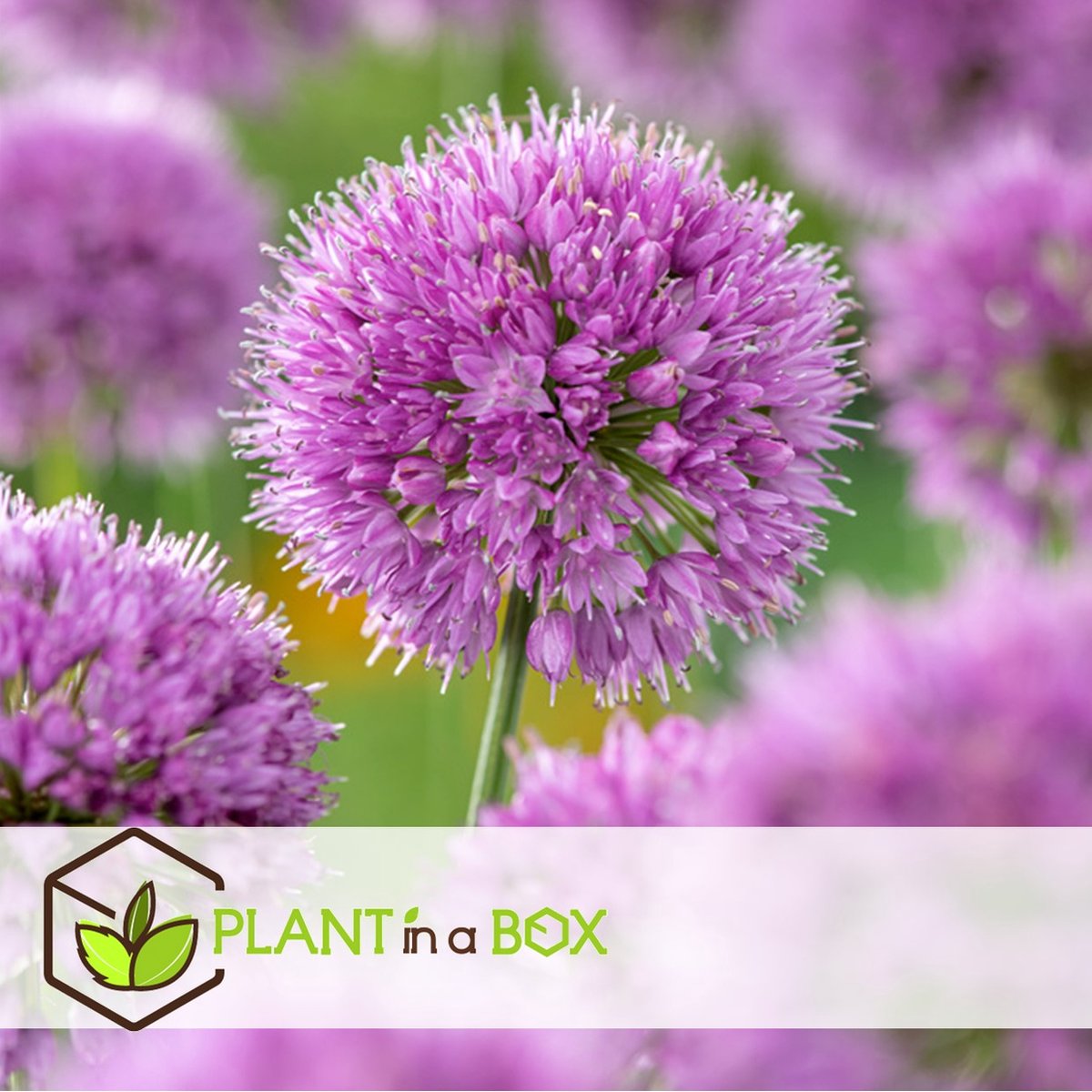 Plant in a Box - Set of 3 Allium "Millenium" - Pot 13cm - Hoogte 30 ...