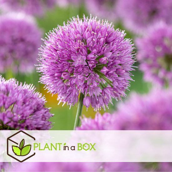 Plant in a Box - Set of 3 Allium "Millenium" - Pot 13cm - Hoogte 30 ...