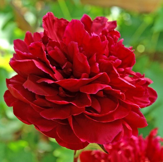 Pioenrozen Red Magic - Rood - 2 Planten - Vaste Plant - Winterhard ...