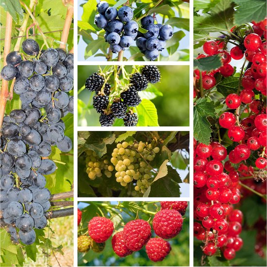 XL Fruit pakket- 6 planten- Fruitstruik- 60 cm hoog- Potgekweekt ...