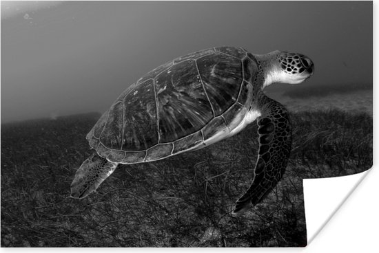 Poster Schildpad zwemt boven het zeegras - zwart wit - 30x20 cm | bol.com