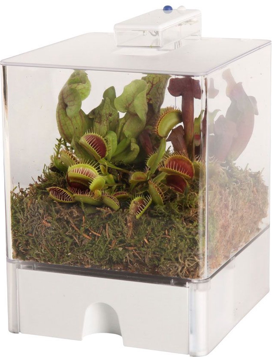 Swampworld Terrarium met 2 Kleuren LED verlichting - 3 Vleesetende ...
