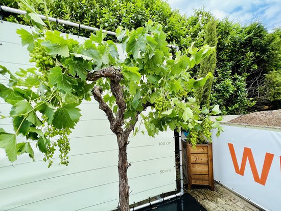 Vitis Vinifera - Druivenboom - Druif op oude stam - Winterhard - Groene ...