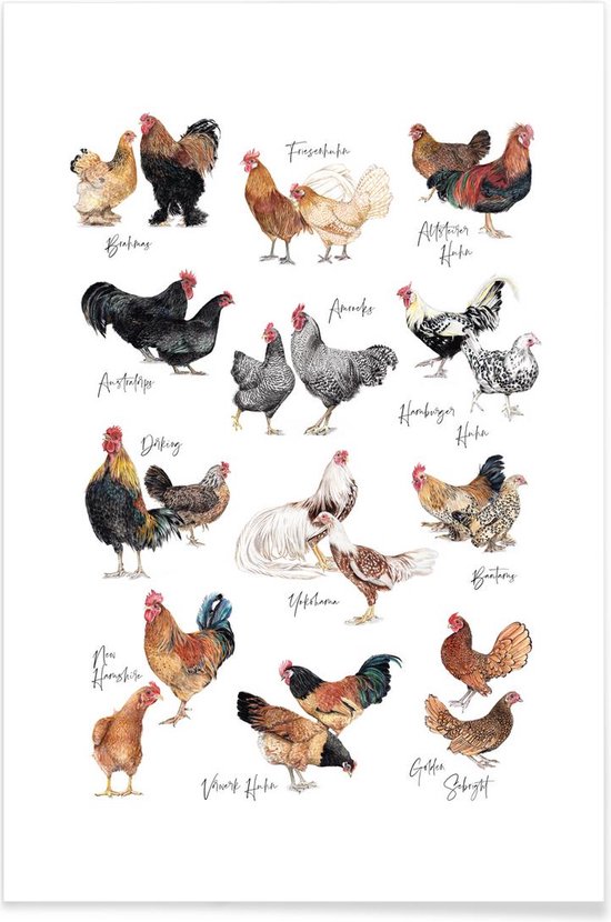 Fleisch Huhner Rassen