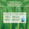 VDVELDE Lidsteng Hippuris Vulgaris - 4 stuks + Vijvermand - Winterharde ...