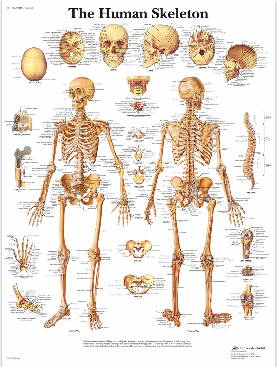 Het menselijk lichaam - anatomie poster skelet (Engels, 50x67 cm) - The ...