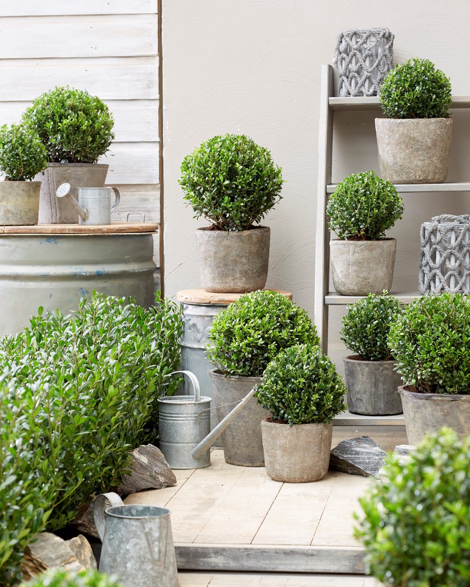 Tip: IJzersterke bollen Ilex crenata Luxus - 9 Stuks !!! Buxus ...