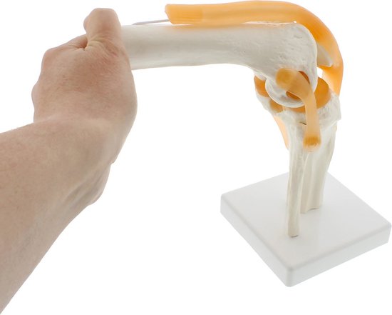 Anatomisch model van de Knie met ligamenten - ware grootte - anatomie ...