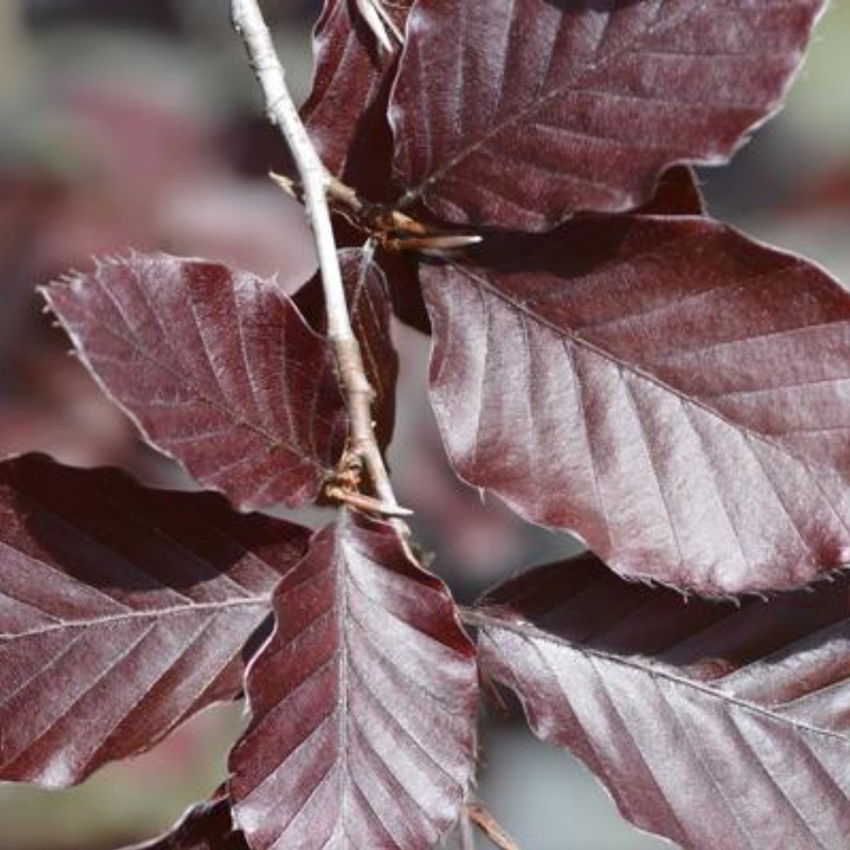 Rode Beuk laanboom - Fagus sylvatica Atropunicea | Omtrek: 10-14 cm ...