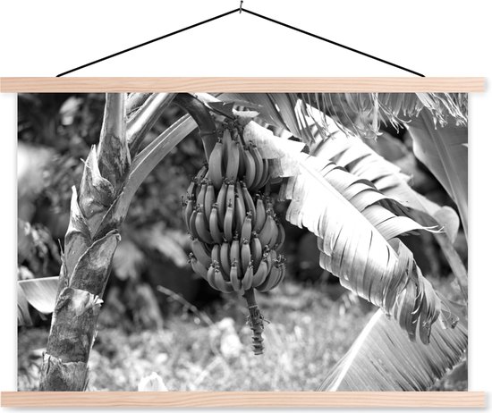 Schoolplaat - Bananenboom met een rijpende tros bananen - zwart wit ...