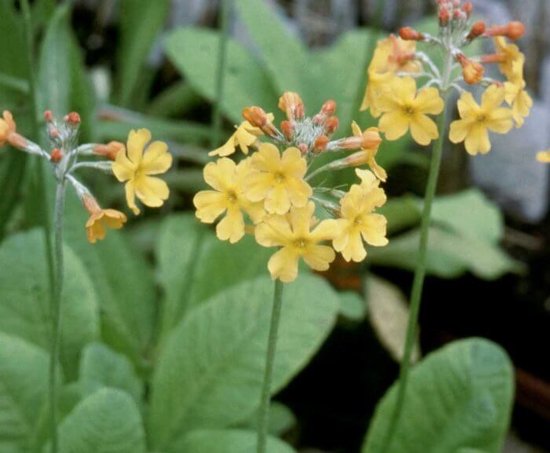 Moerassleutelbloem (Primula florindea) - Oeverplant - 3 losse planten ...