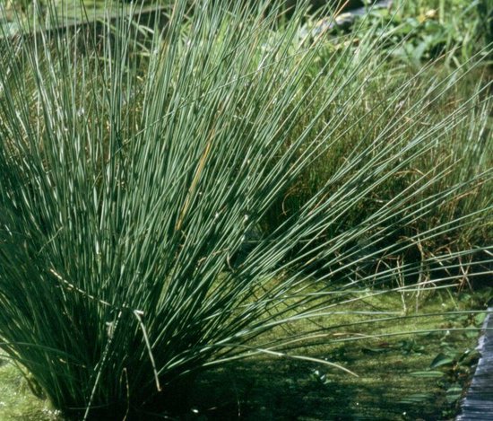 Blauwe pitrus (Juncus inflexus) - Vijverplant - 3 losse planten - om ...