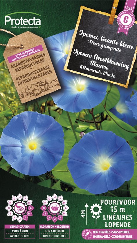 Protecta Bloemen zaden: Klimmende Winde Grootbloemig Blauwe | Ipomoea ...