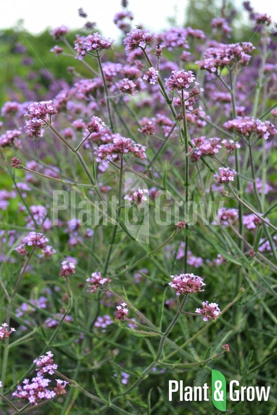 6x IJzerhard / Verbena bonariensis 'Lollipop' | Meerjarige/Vaste ...