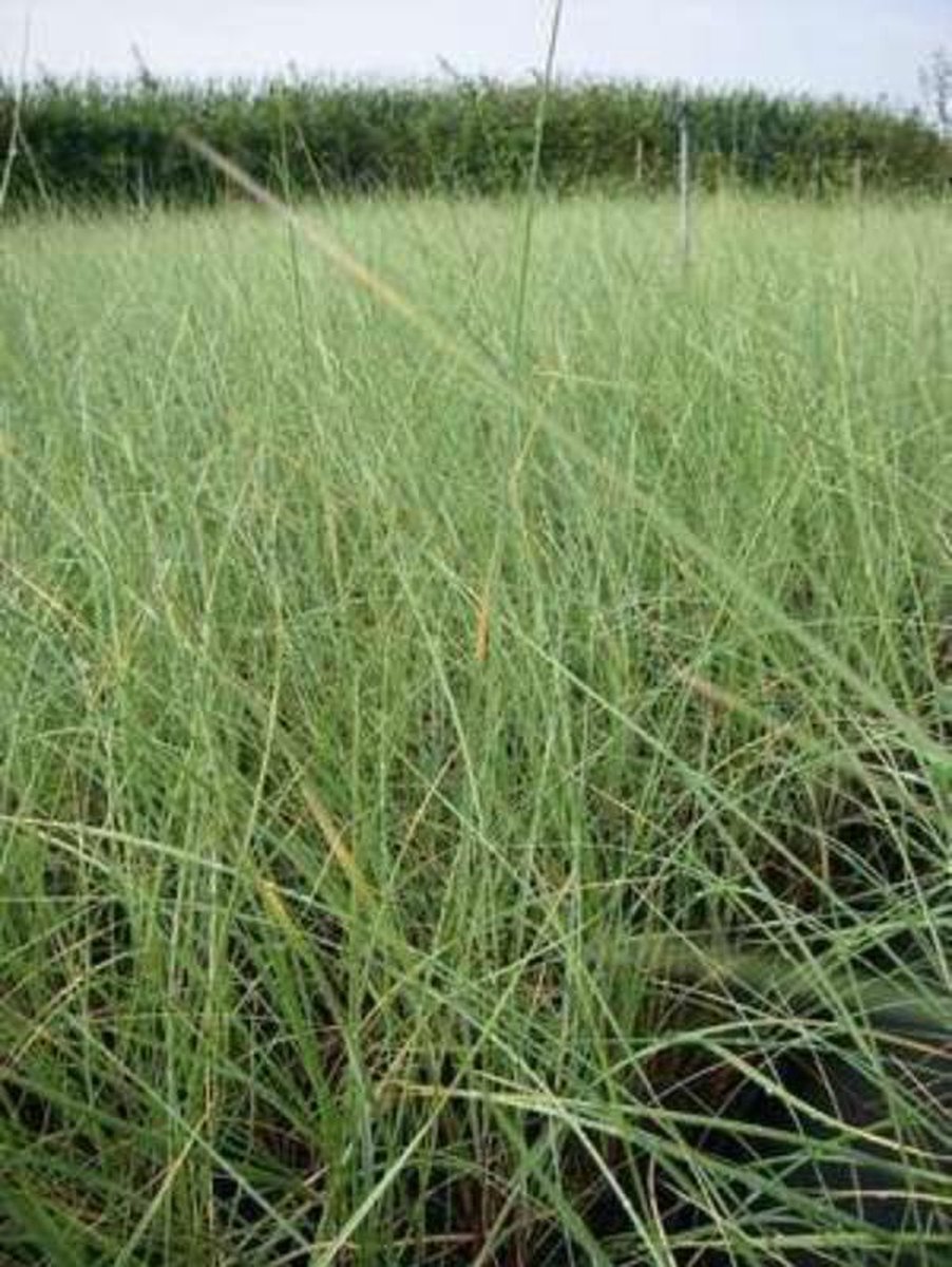 6 x Ammophila Arenaria - Helmgras in 9x9cm pot | bol.com