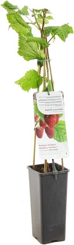 Framboos - Rubus idaeus - Glen Ample - hoogte 60 cm - potmaat Ø11cm | bol