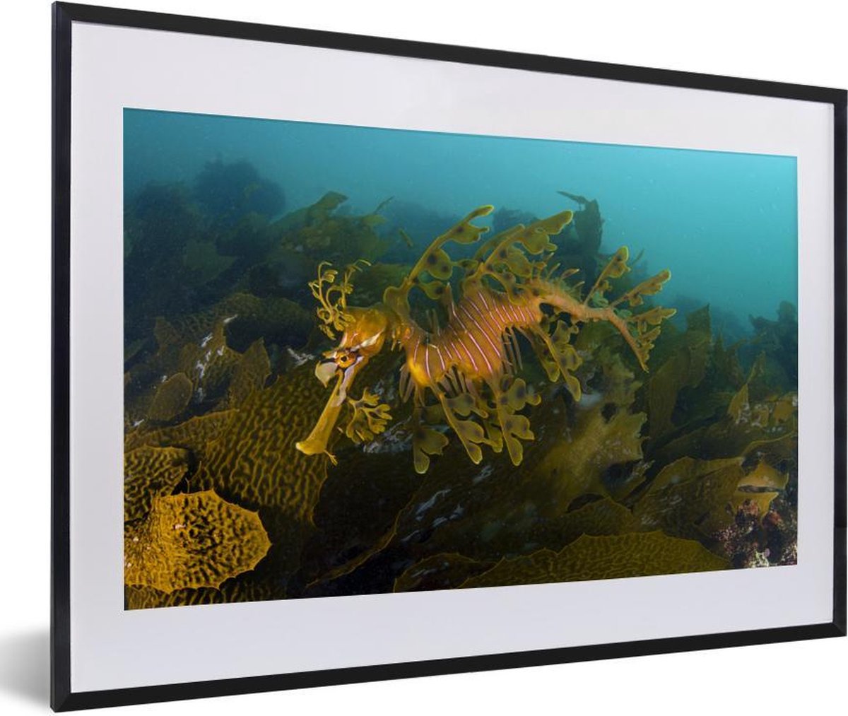 Fotolijst incl. Poster - Grote rafelvis bij koraal - 60x40 cm ...