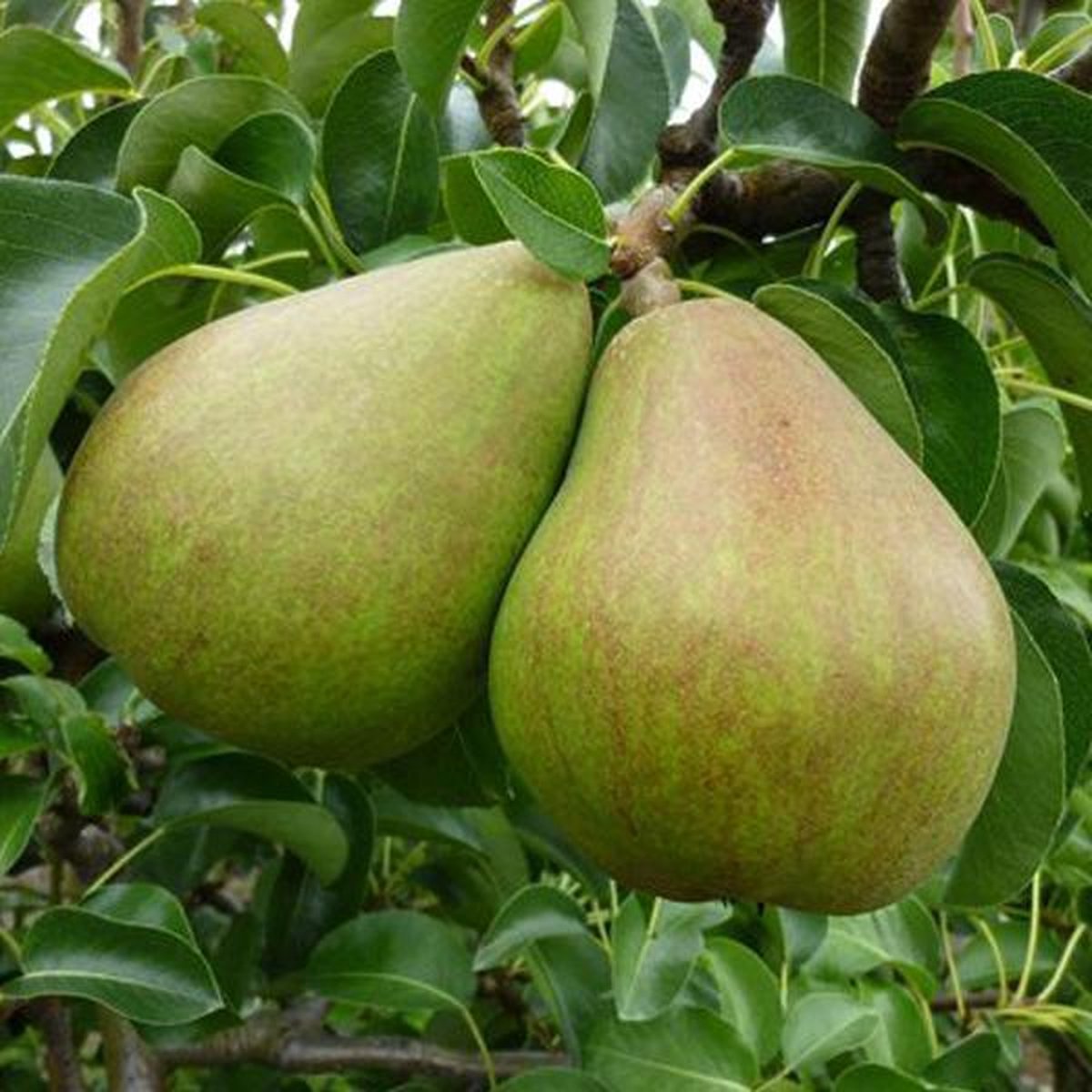 Pyrus Communis 'Doyenne Du Comice' - Peer Struik in pot | bol.com