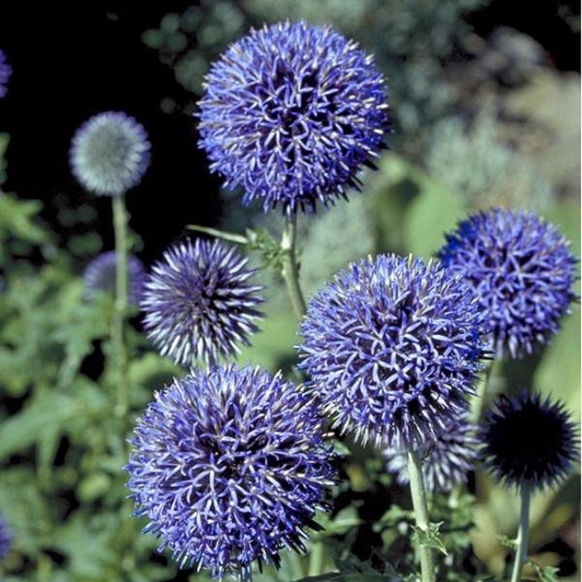 6 x Echinops Ritro - Kogeldistel pot 9x9cm | bol.com