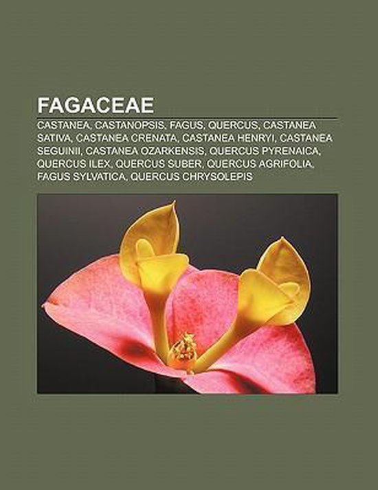 Fagaceae, Fuente Wikipedia | 9781231392423 | Boeken | bol.com