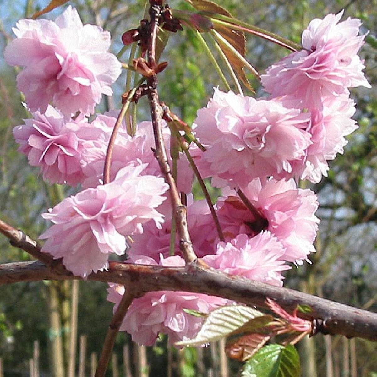 Prunus Serr. 'Kiku - Shidare - Zakura' - Cerisier pleureur - Arbre Demi ...