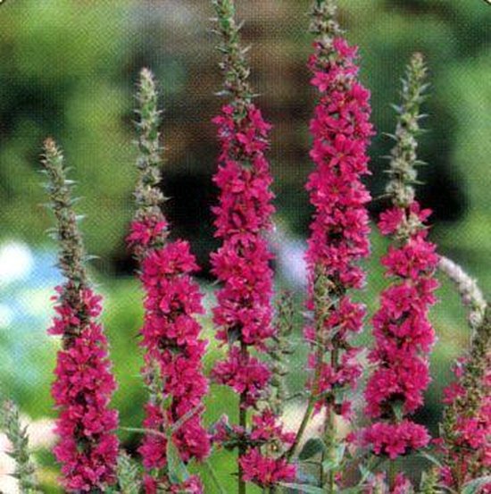 6 x Lythrum Salicaria - Kattestaart pot 9x9cm | bol