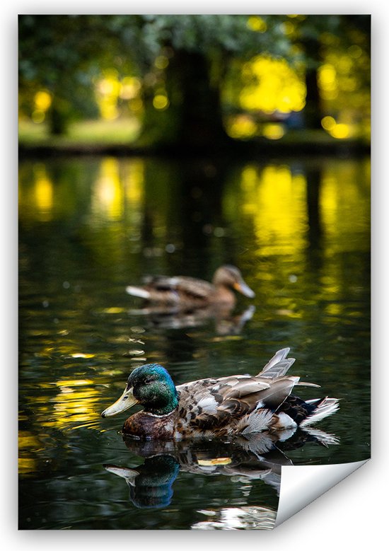Eenden Poster - Dieren - Eend - Schilderij - Foto - Print - Groot ...