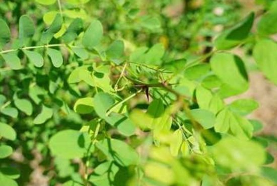 Salix alba - Schietwilg, Knotwilg 6/ 8 cm stamomtrek - Hoogstam in ...