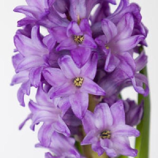 25x Hyac.amaranta 30cm | bol